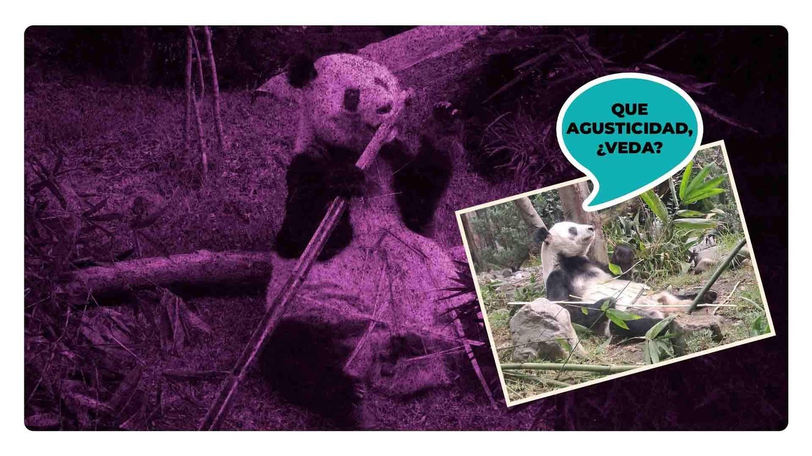 Xin Xin: la última panda gigante en México