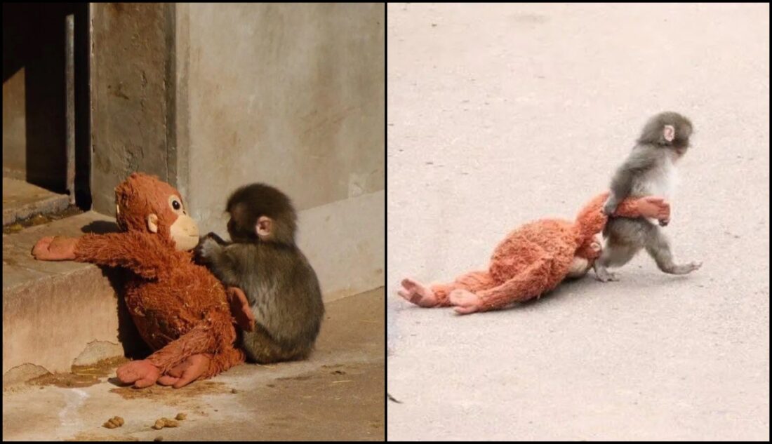 ¿Quién es Punch, el mono bebé viral que no se separa de su peluche tras ...